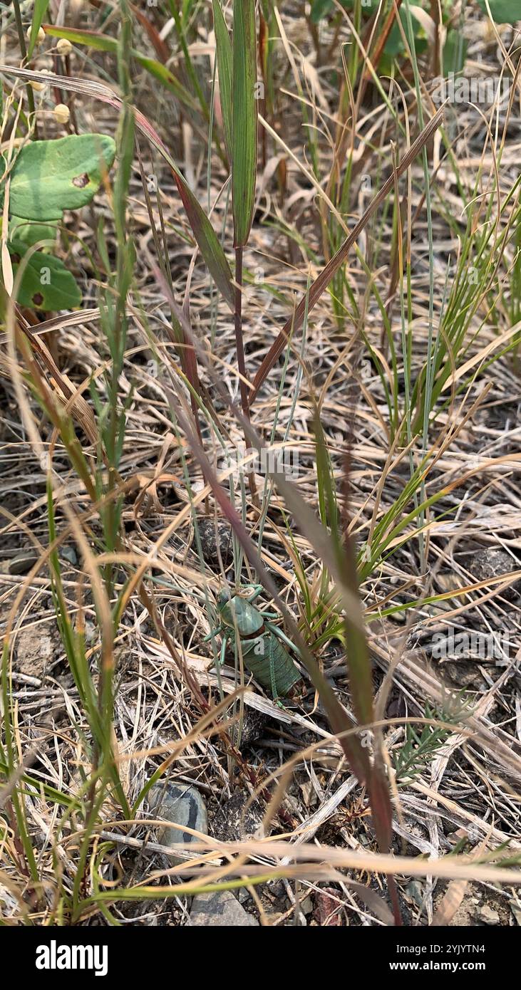 Anabrus simplex hi-res stock photography and images - Alamy