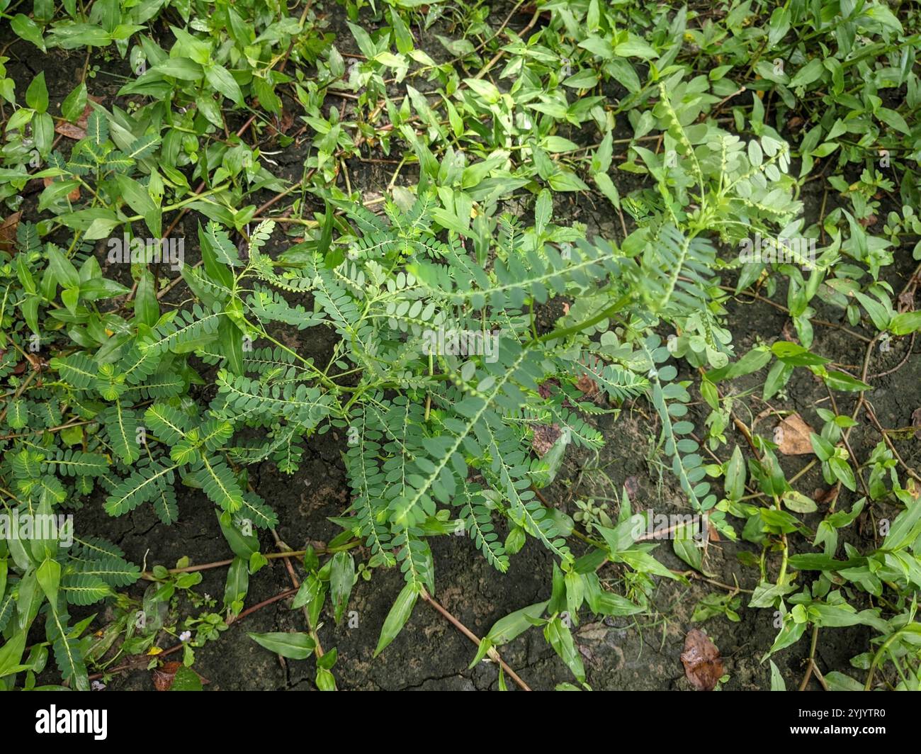Chamberbitter (Phyllanthus urinaria Stock Photo - Alamy