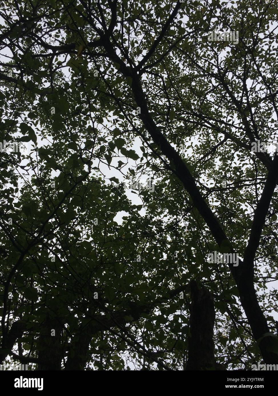 dotted hawthorn (Crataegus punctata Stock Photo - Alamy