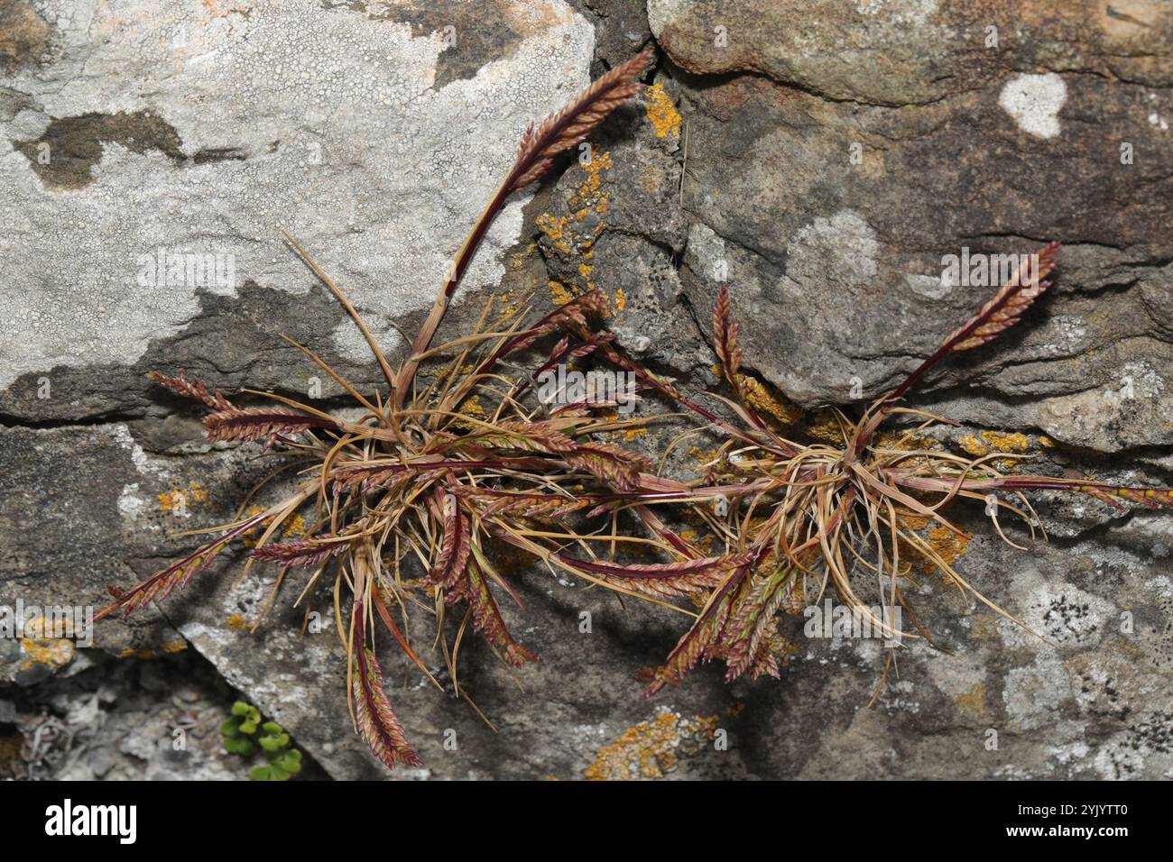 Sea Fern-grass (Catapodium marinum Stock Photo - Alamy