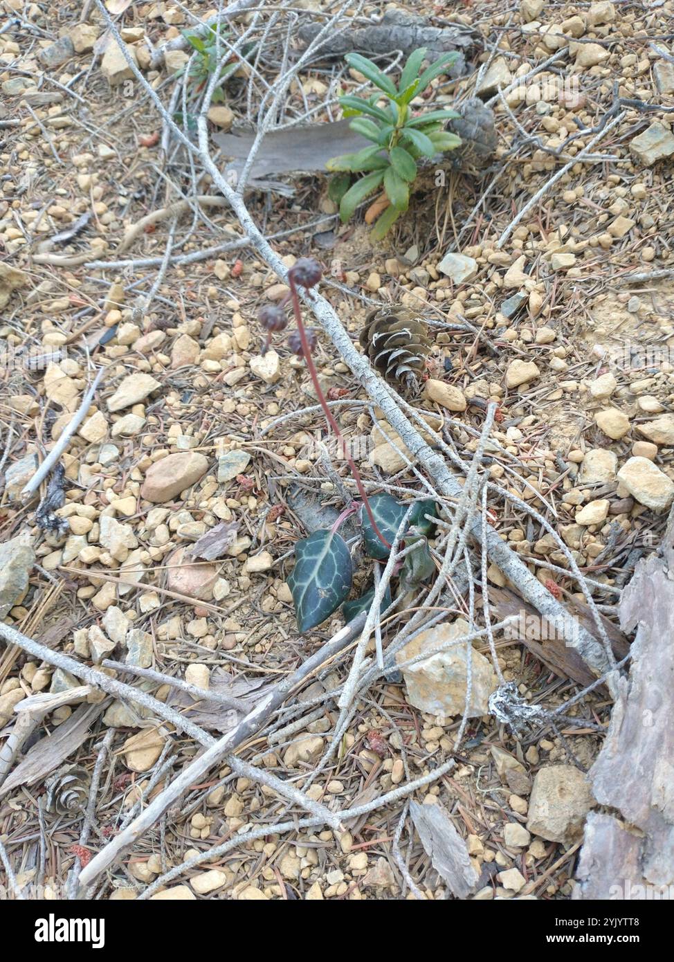 white-veined wintergreen (Pyrola picta Stock Photo - Alamy