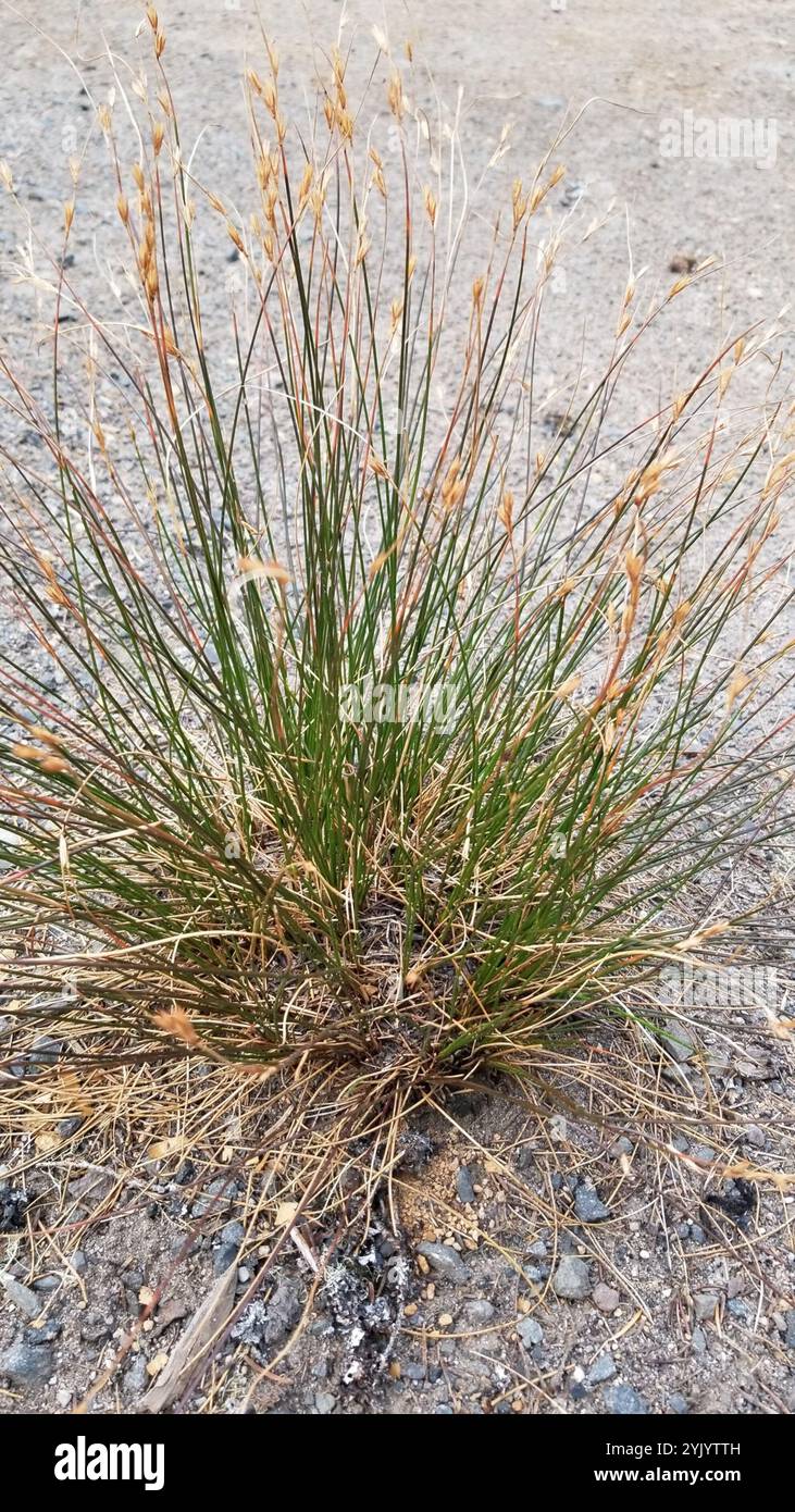 Toad rush hi-res stock photography and images - Alamy