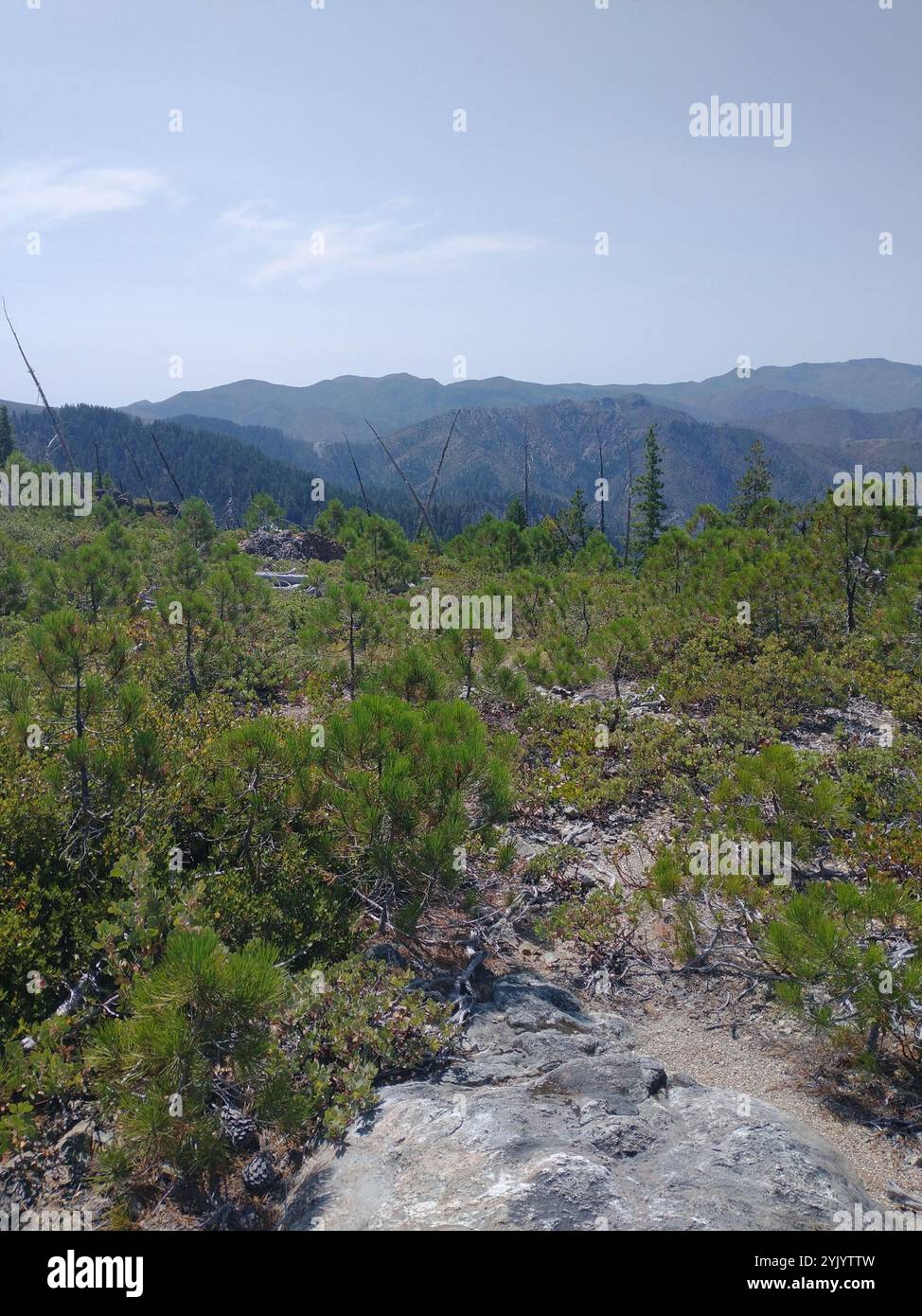 knobcone pine (Pinus attenuata Stock Photo - Alamy