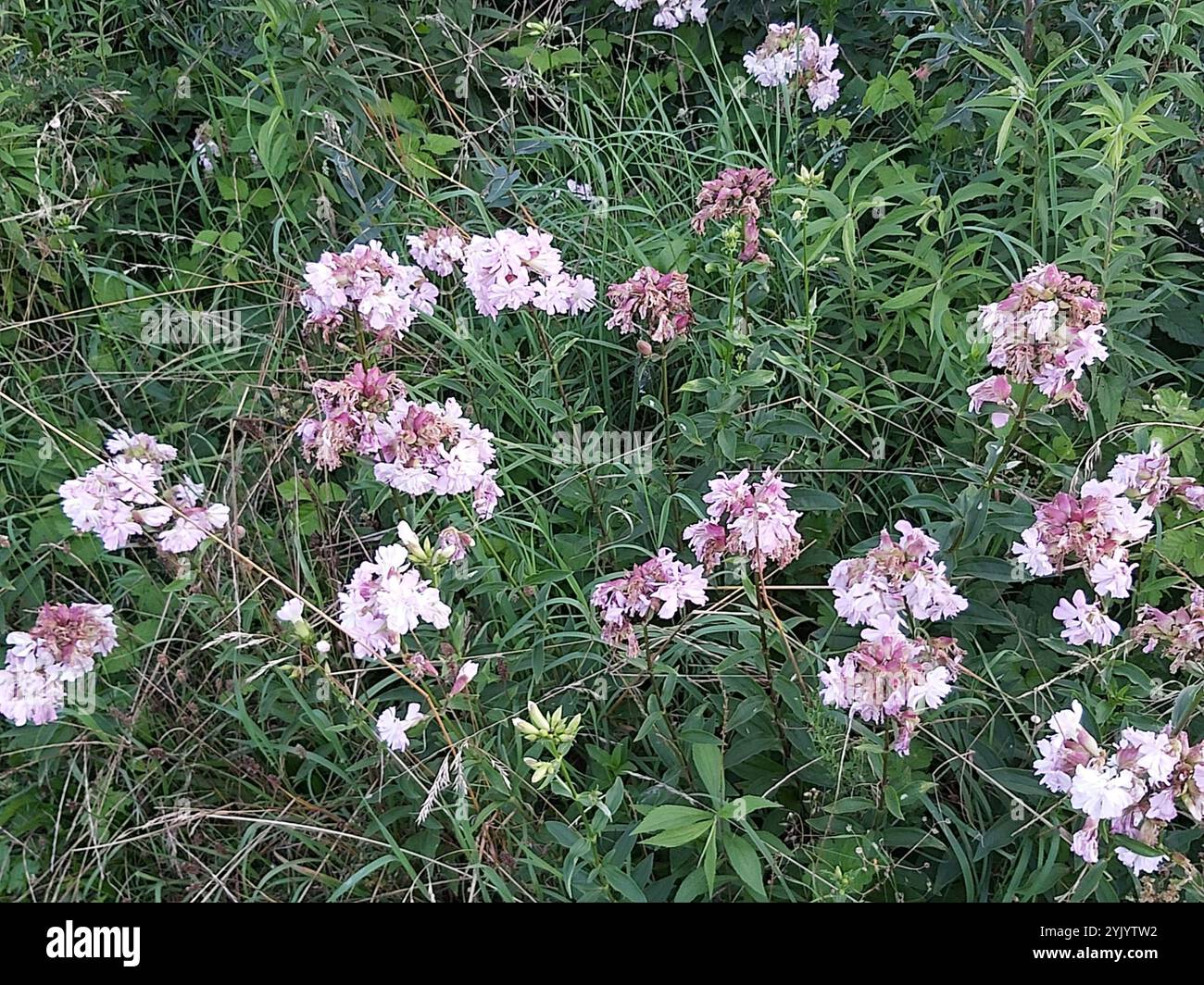 common soapwort (Saponaria officinalis Stock Photo - Alamy