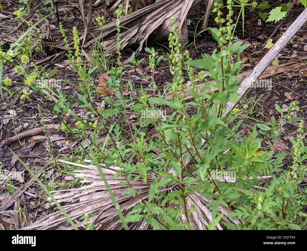 common ragweed (Ambrosia artemisiifolia Stock Photo - Alamy