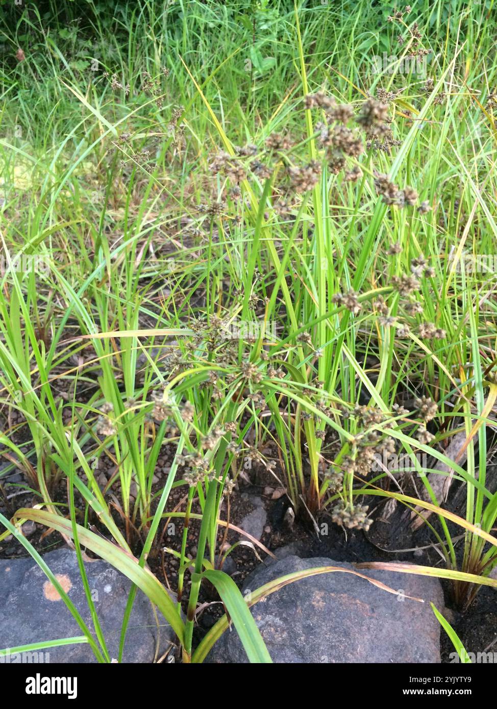 Panicled Bulrush (Scirpus microcarpus Stock Photo - Alamy
