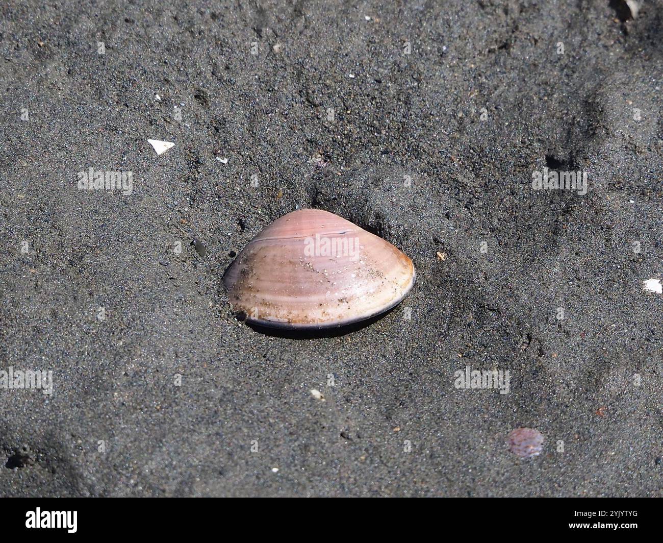 Meretrix hi-res stock photography and images - Alamy