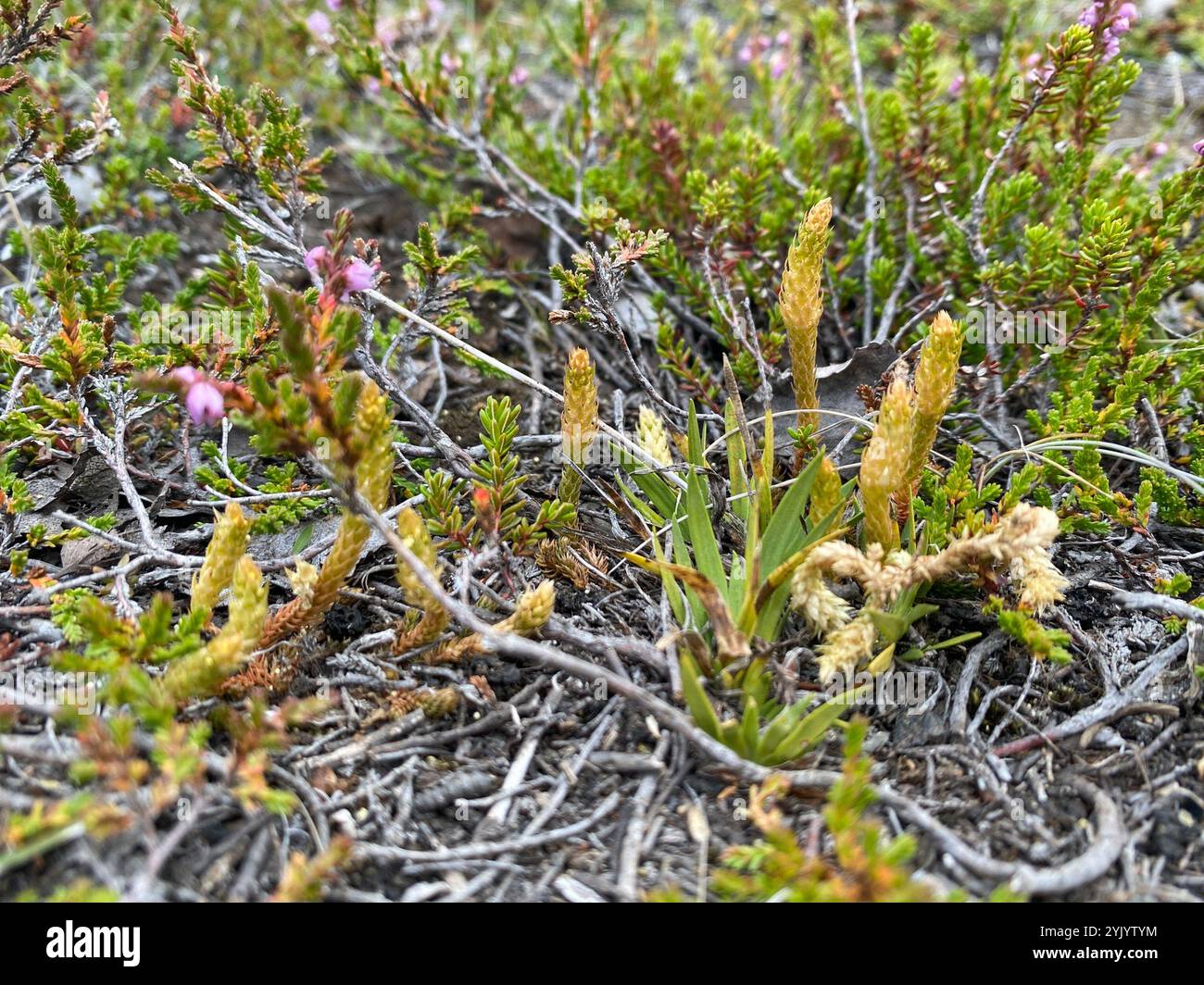 northern spikemoss (Selaginella selaginoides Stock Photo - Alamy