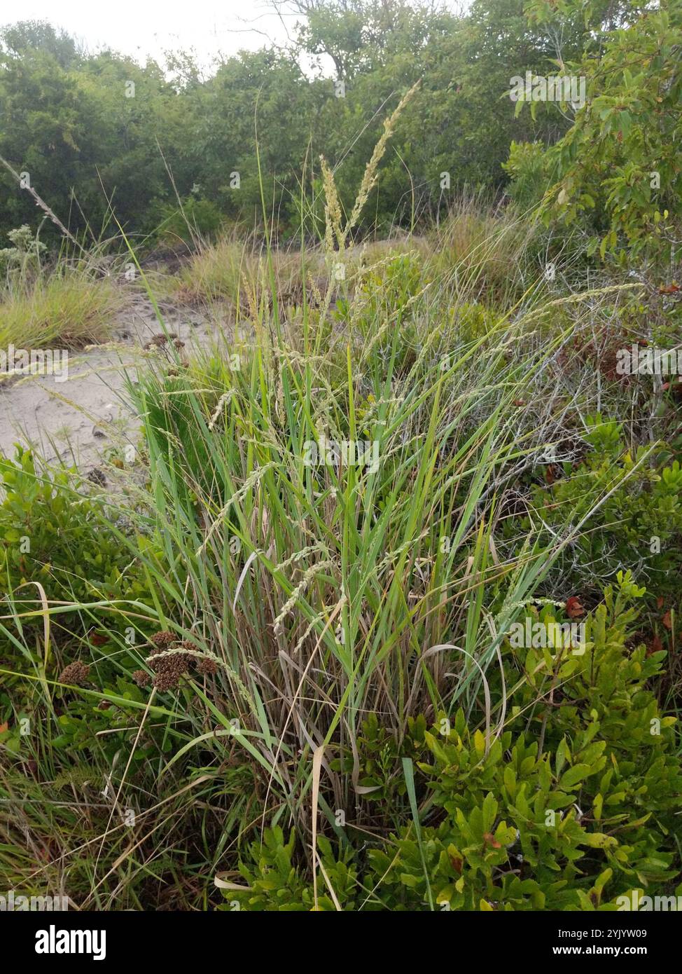 Panicgrass hi-res stock photography and images - Alamy