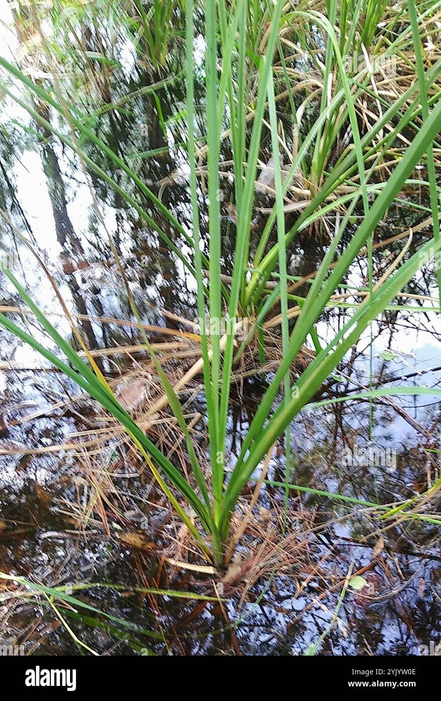 Jamaica swamp sawgrass (Cladium mariscus jamaicense Stock Photo - Alamy