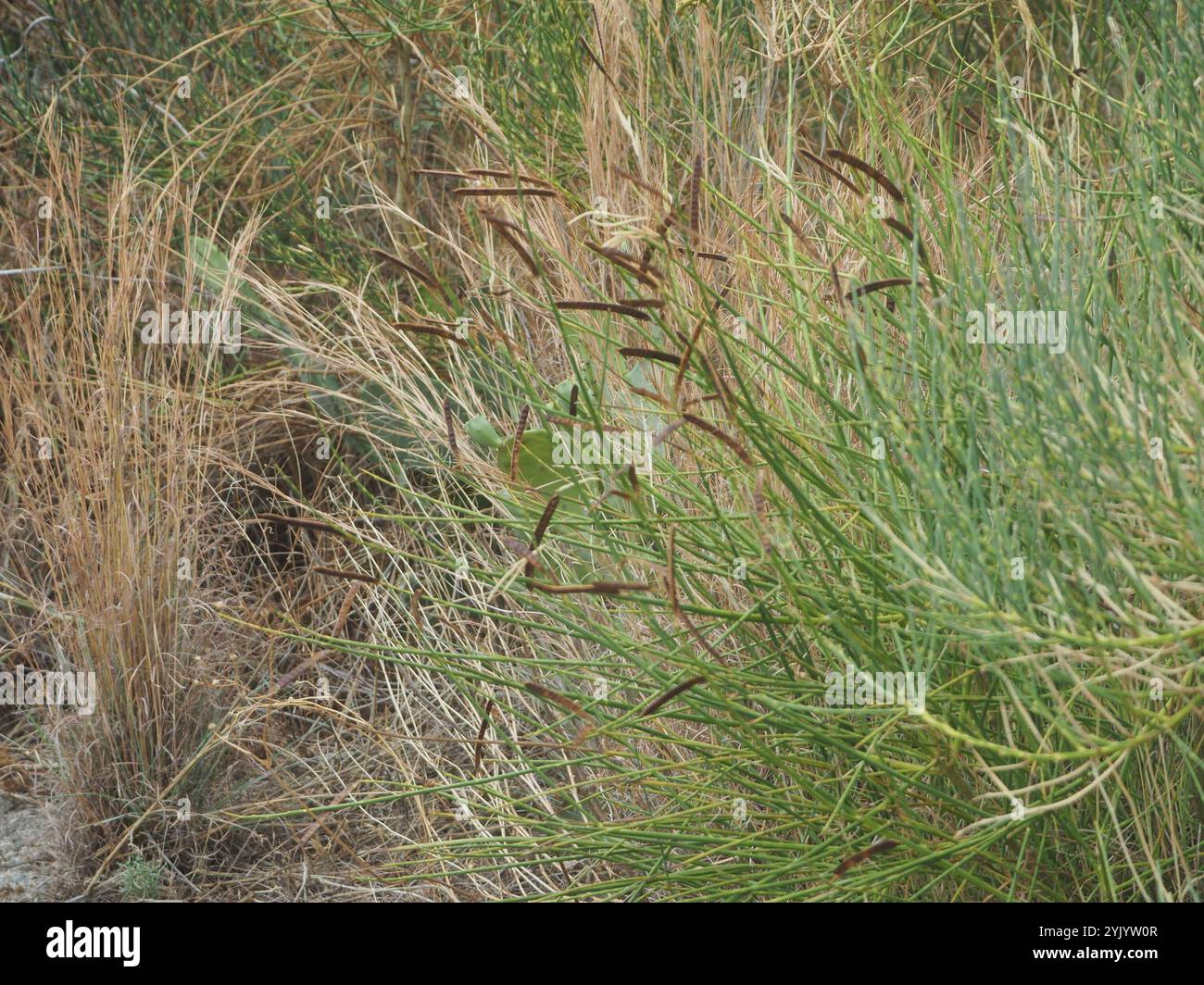 Spanish Broom (Spartium junceum Stock Photo - Alamy