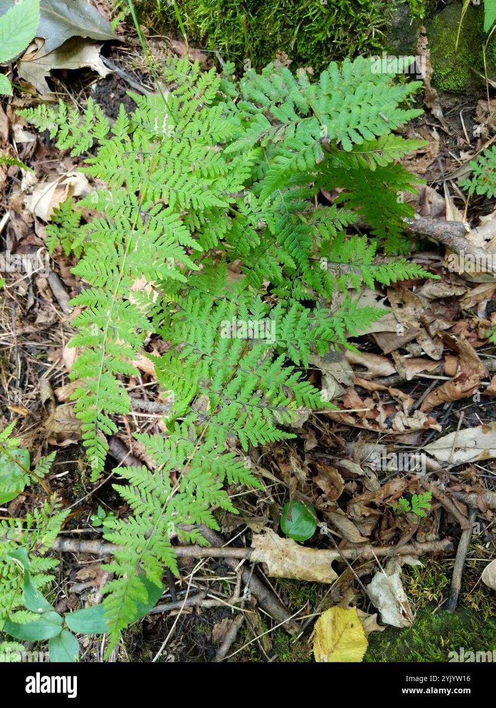 Cystopteris bulbifera hi-res stock photography and images - Alamy