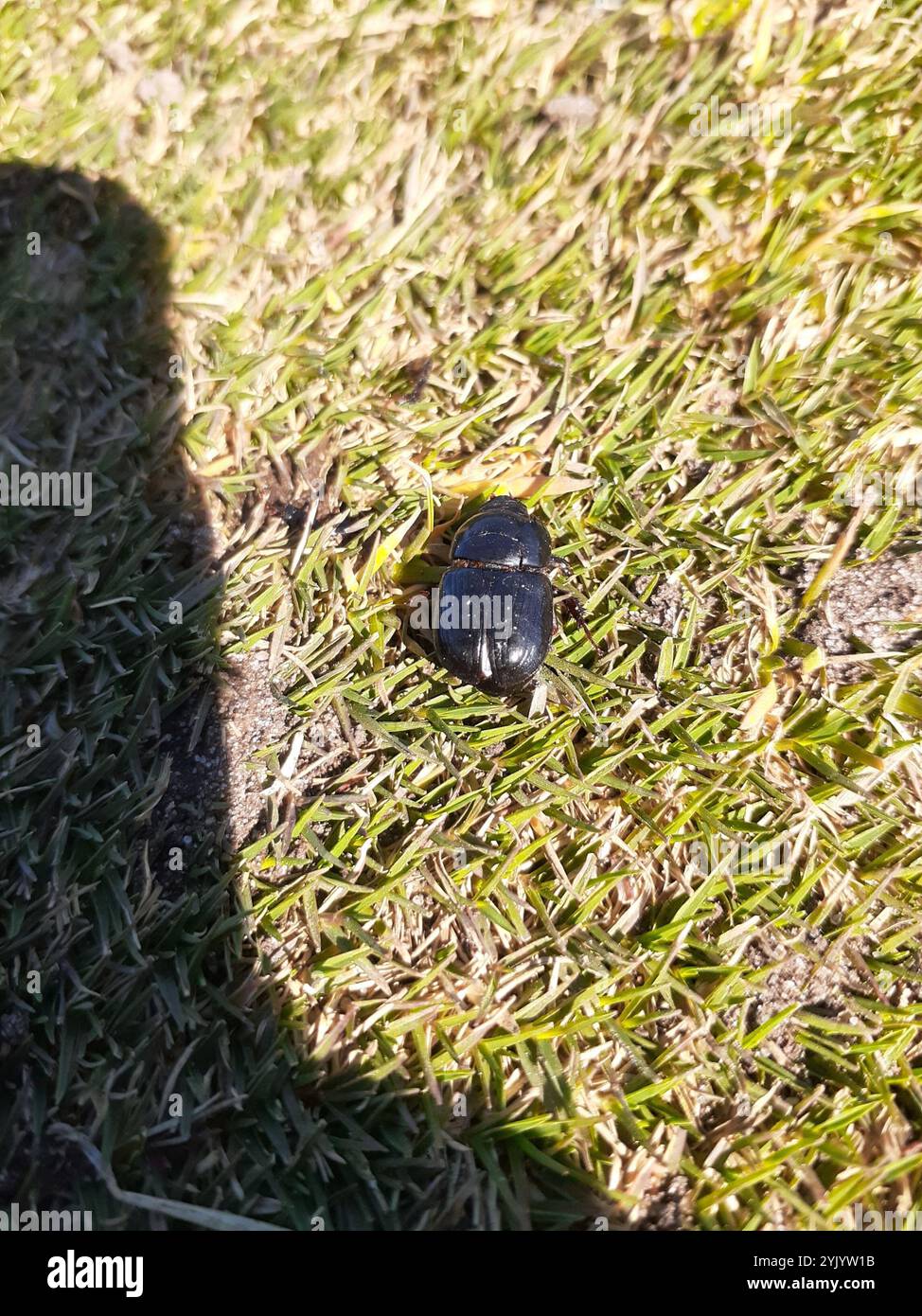 African Black Beetle (Heteronychus arator Stock Photo - Alamy