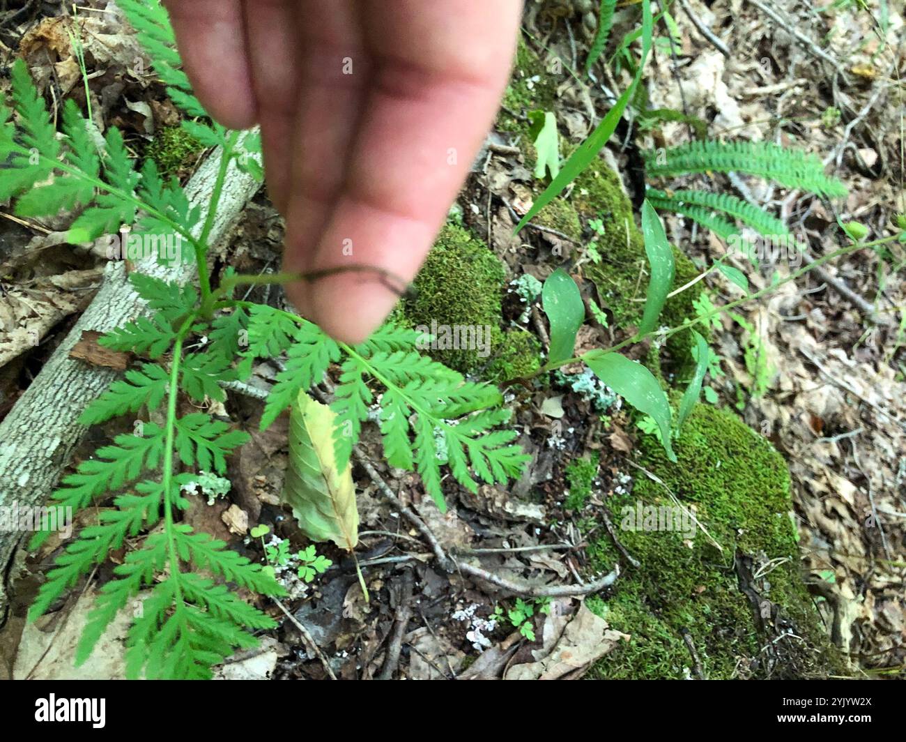 rattlesnake fern (Botrypus virginianus Stock Photo - Alamy