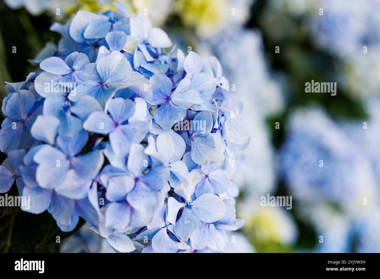 Azores islands with hydrangea flowers, close up hydrangeas in nature ...