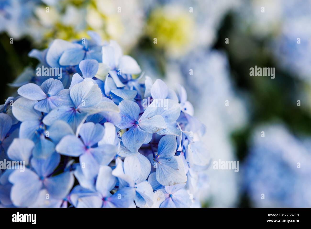 Azores islands with hydrangea flowers, close up hydrangeas in nature ...