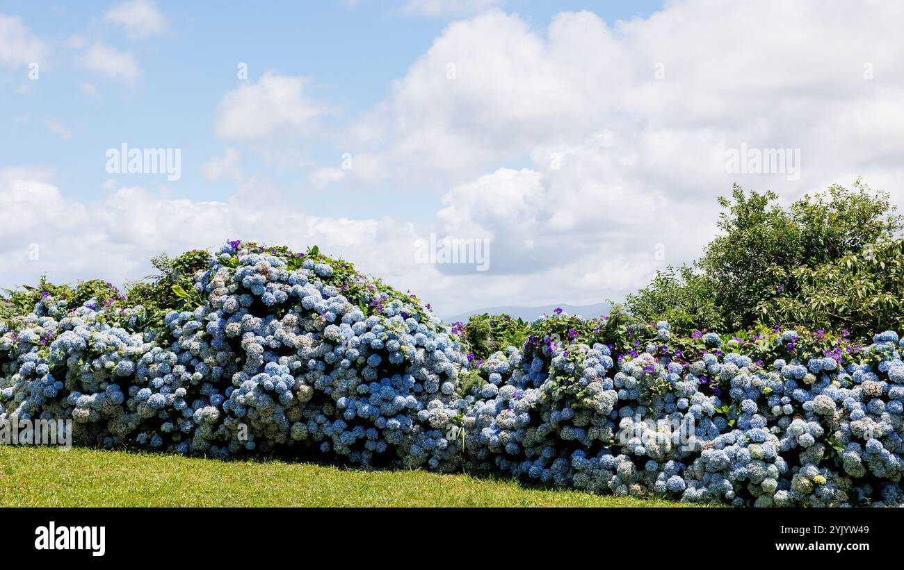 Summer vegetation at Azores islands, hydrangeas at the roadside ...