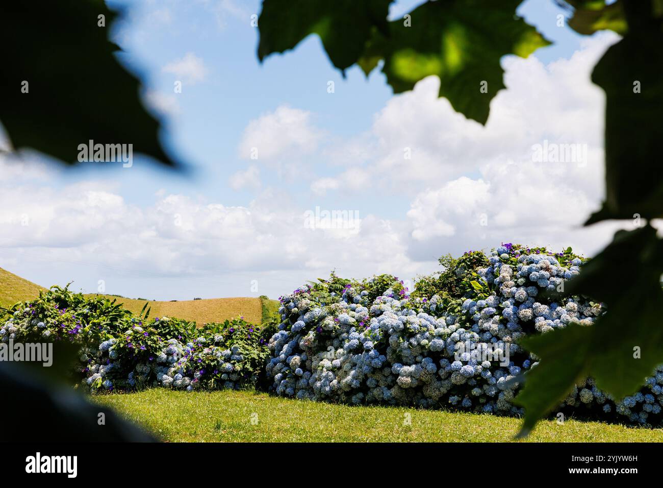 Summer vegetation at Azores islands, hydrangeas at the roadside ...