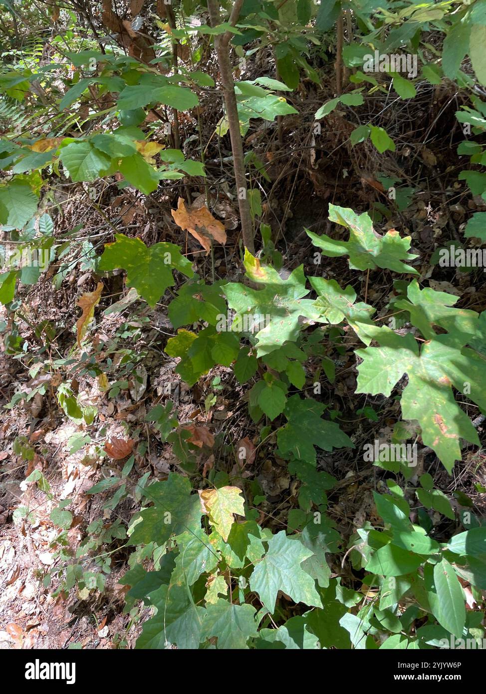 bigleaf maple (Acer macrophyllum Stock Photo - Alamy