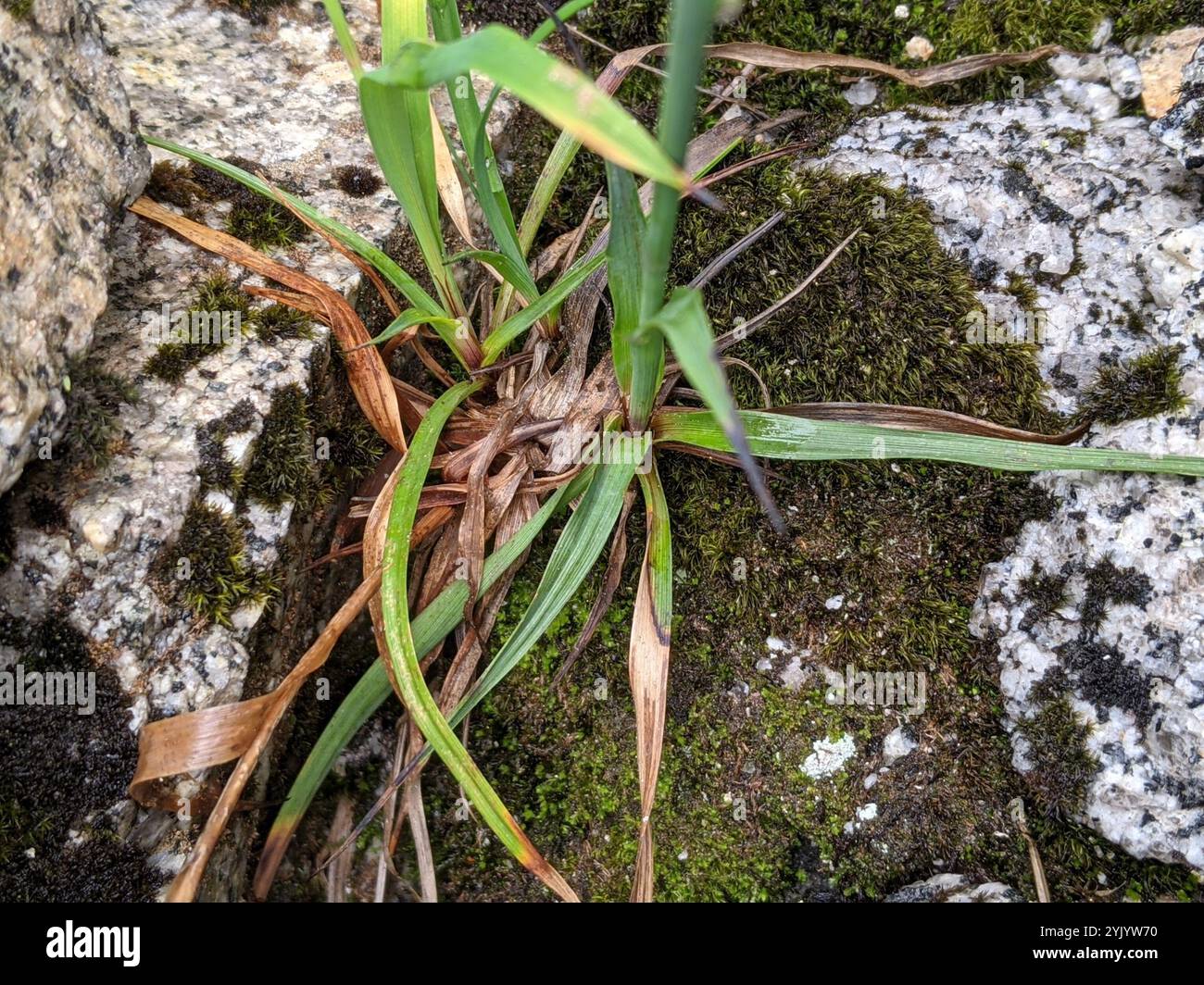 Small-flower Woodrush (Luzula parviflora Stock Photo - Alamy