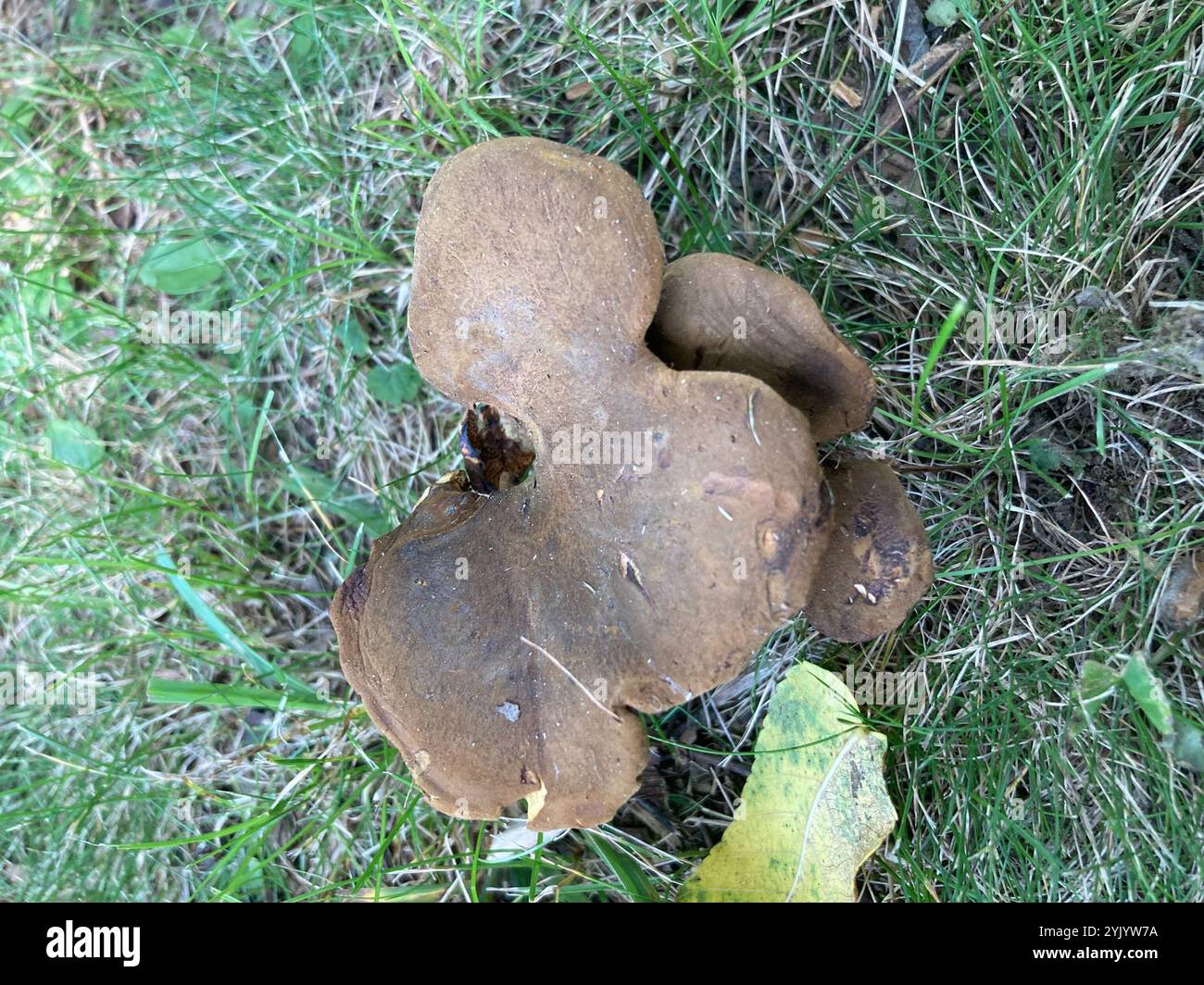 ash-tree bolete (Boletinellus merulioides Stock Photo - Alamy