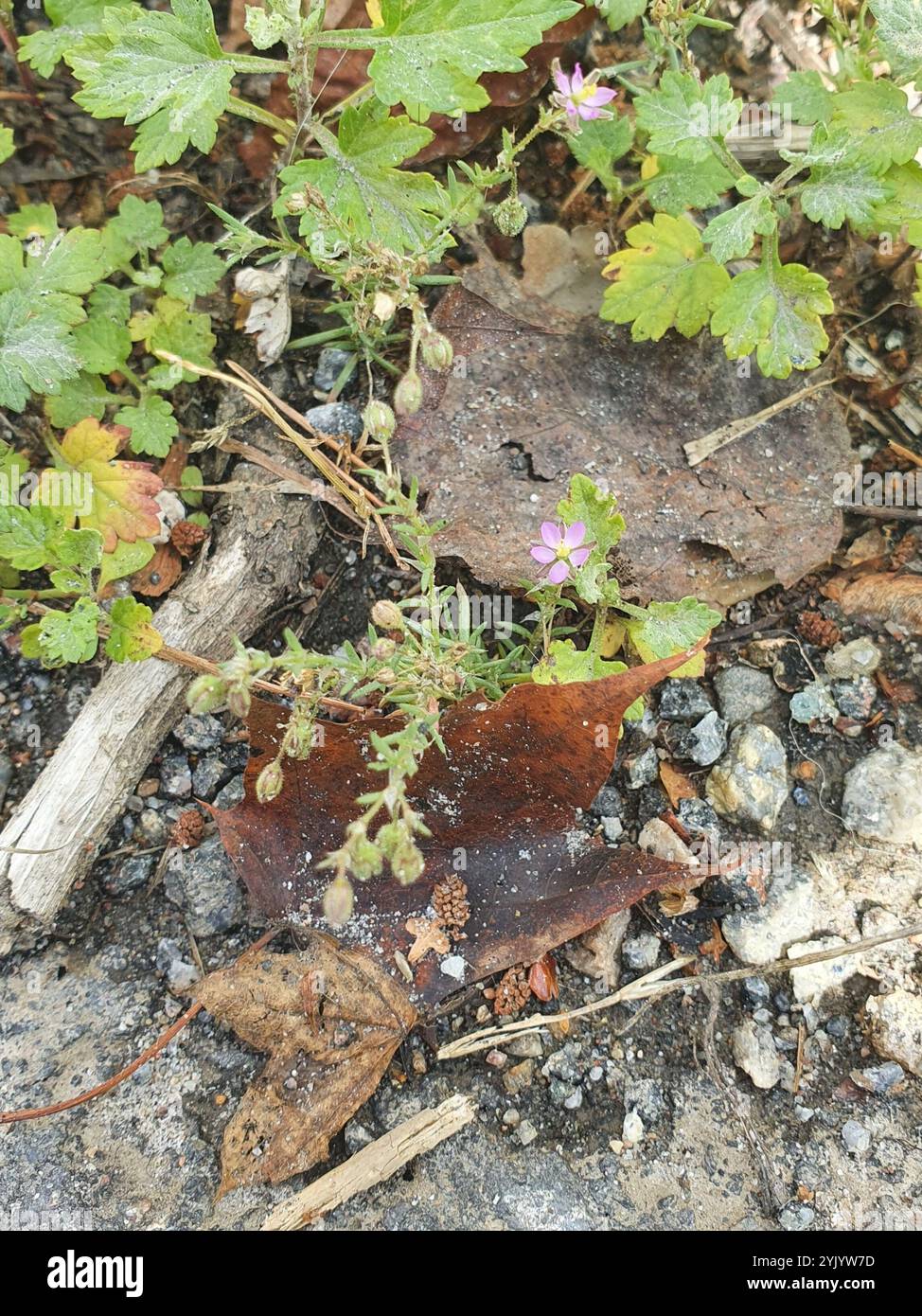 Red Sand Spurrey (Spergularia rubra Stock Photo - Alamy