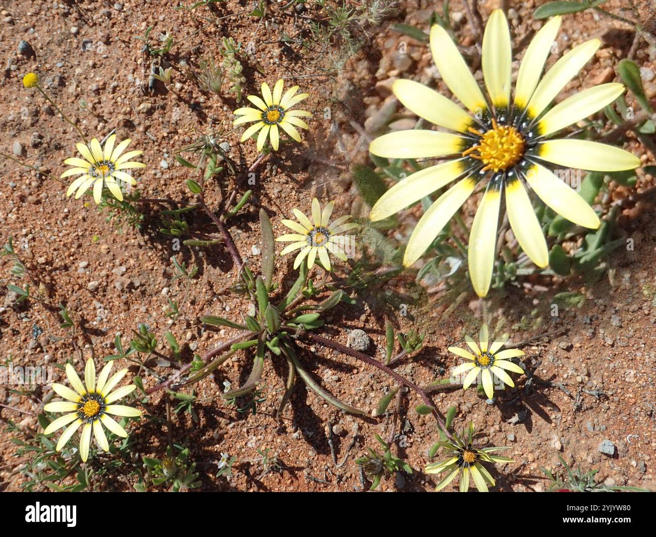Beetle Daisy (Gorteria diffusa diffusa Stock Photo - Alamy