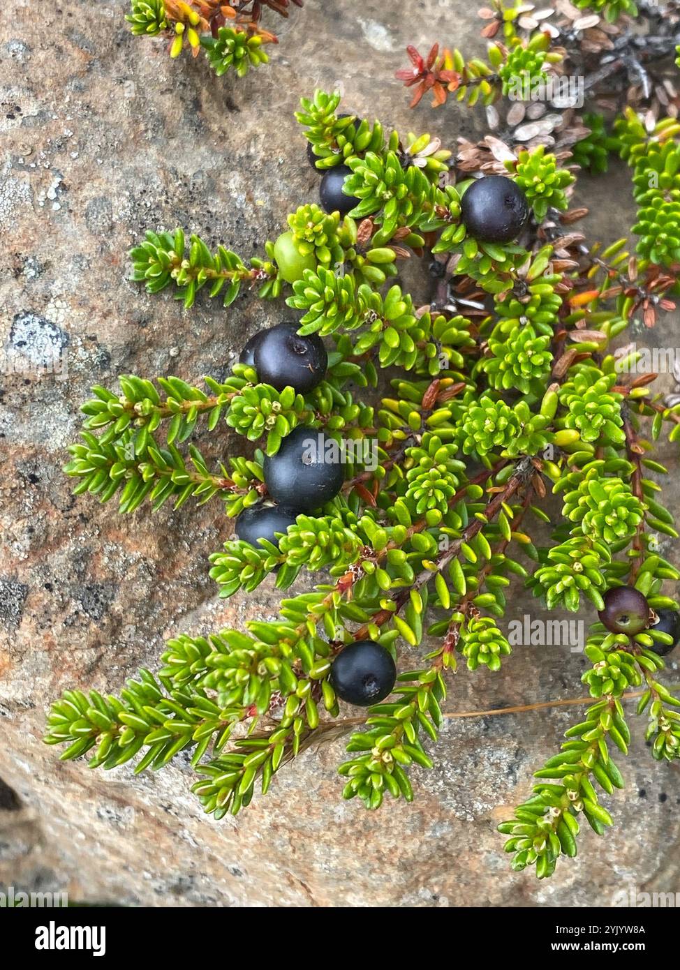 black crowberry (Empetrum nigrum Stock Photo - Alamy