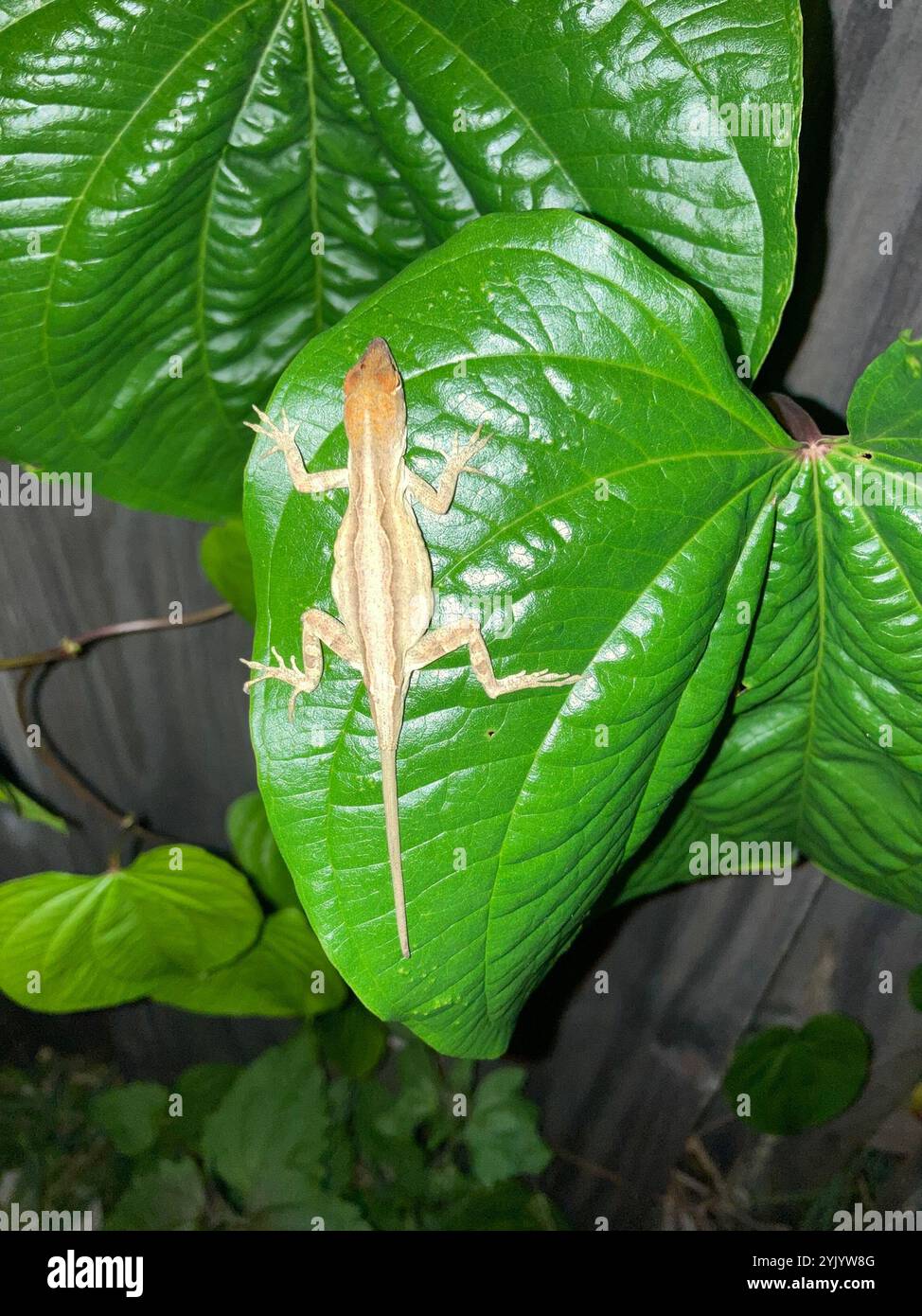 Brown Anole (Anolis sagrei Stock Photo - Alamy