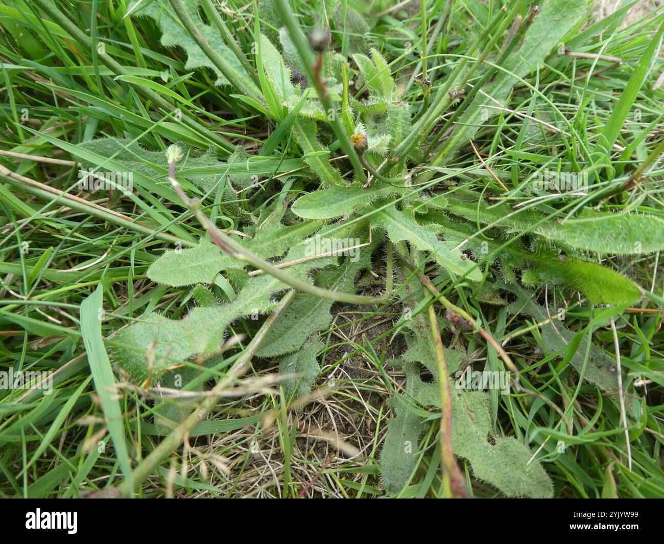 Common Cat's-ear (Hypochaeris radicata Stock Photo - Alamy