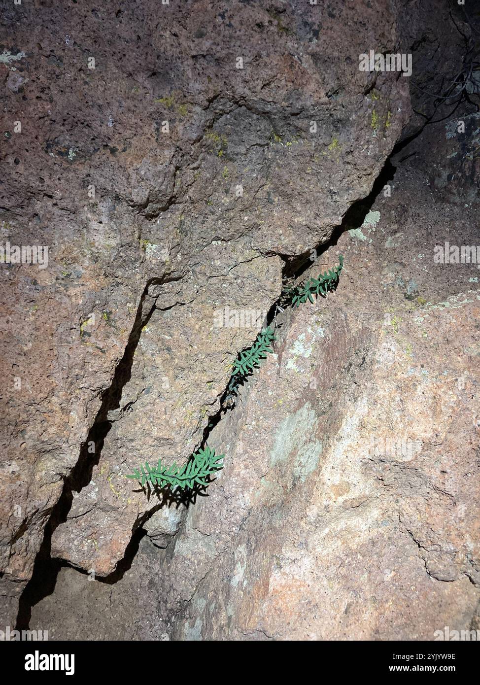 Wright's cliffbrake (Pellaea wrightiana Stock Photo - Alamy