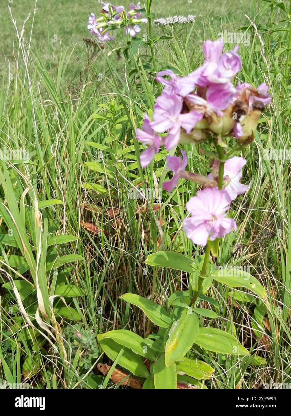 common soapwort (Saponaria officinalis Stock Photo - Alamy