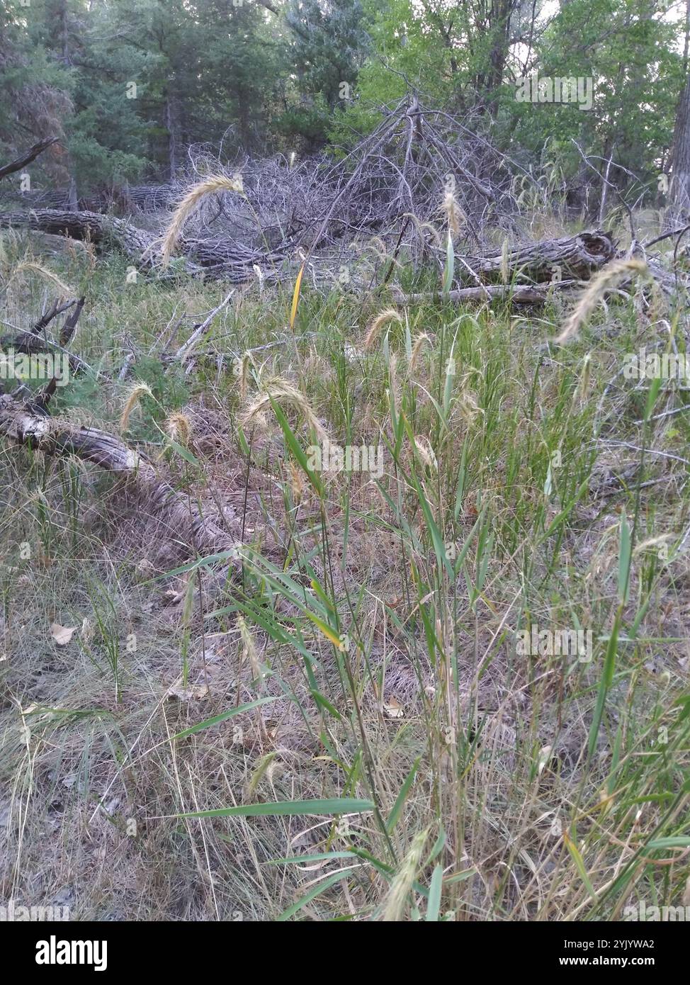 Canada wild rye (Elymus canadensis Stock Photo - Alamy