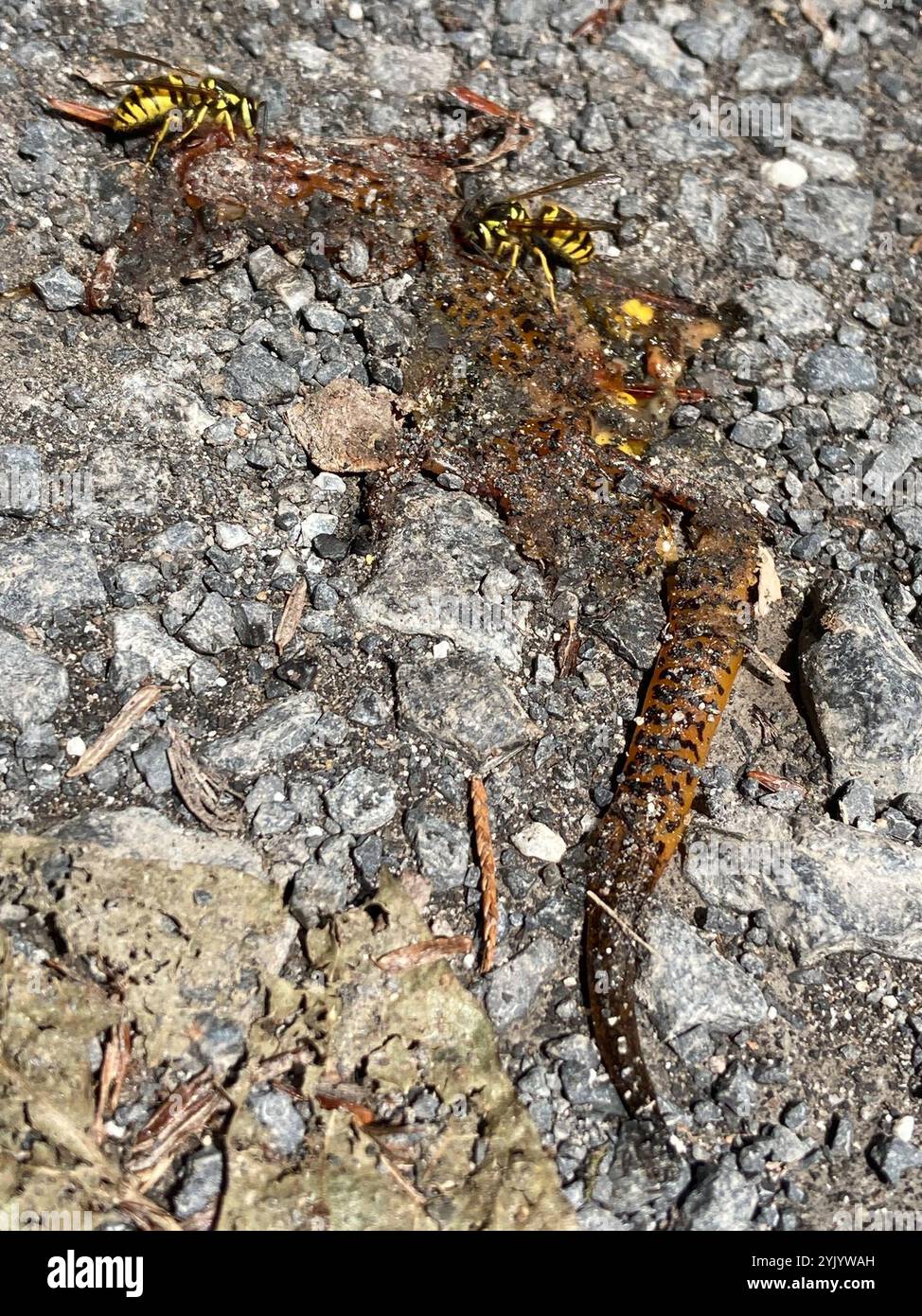 Lungless Salamanders (Plethodontidae Stock Photo - Alamy
