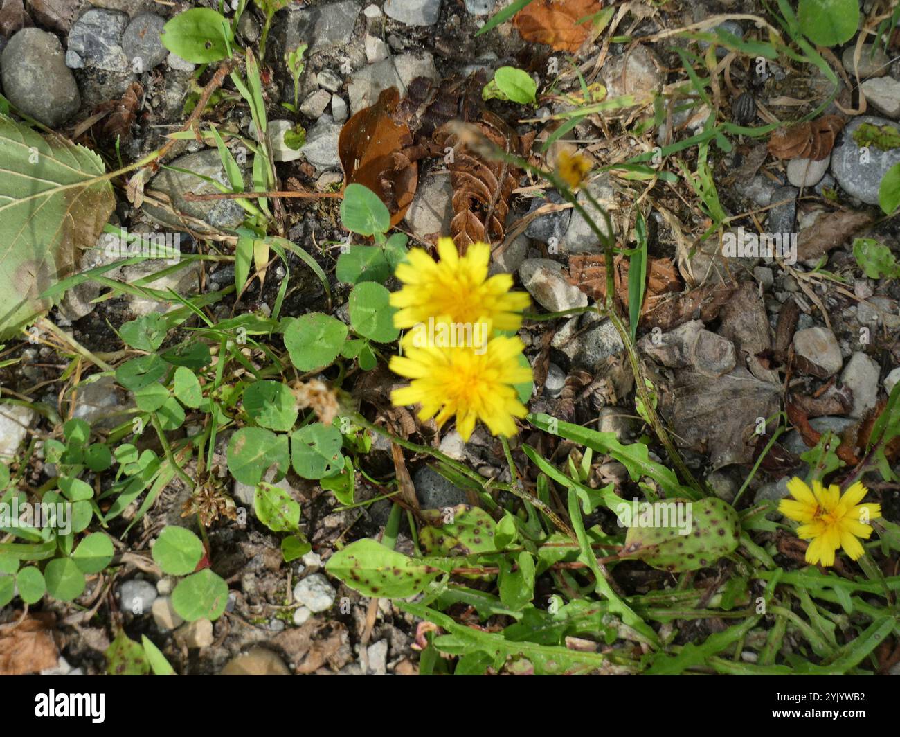 Autumn Hawkbit (Scorzoneroides autumnalis Stock Photo - Alamy