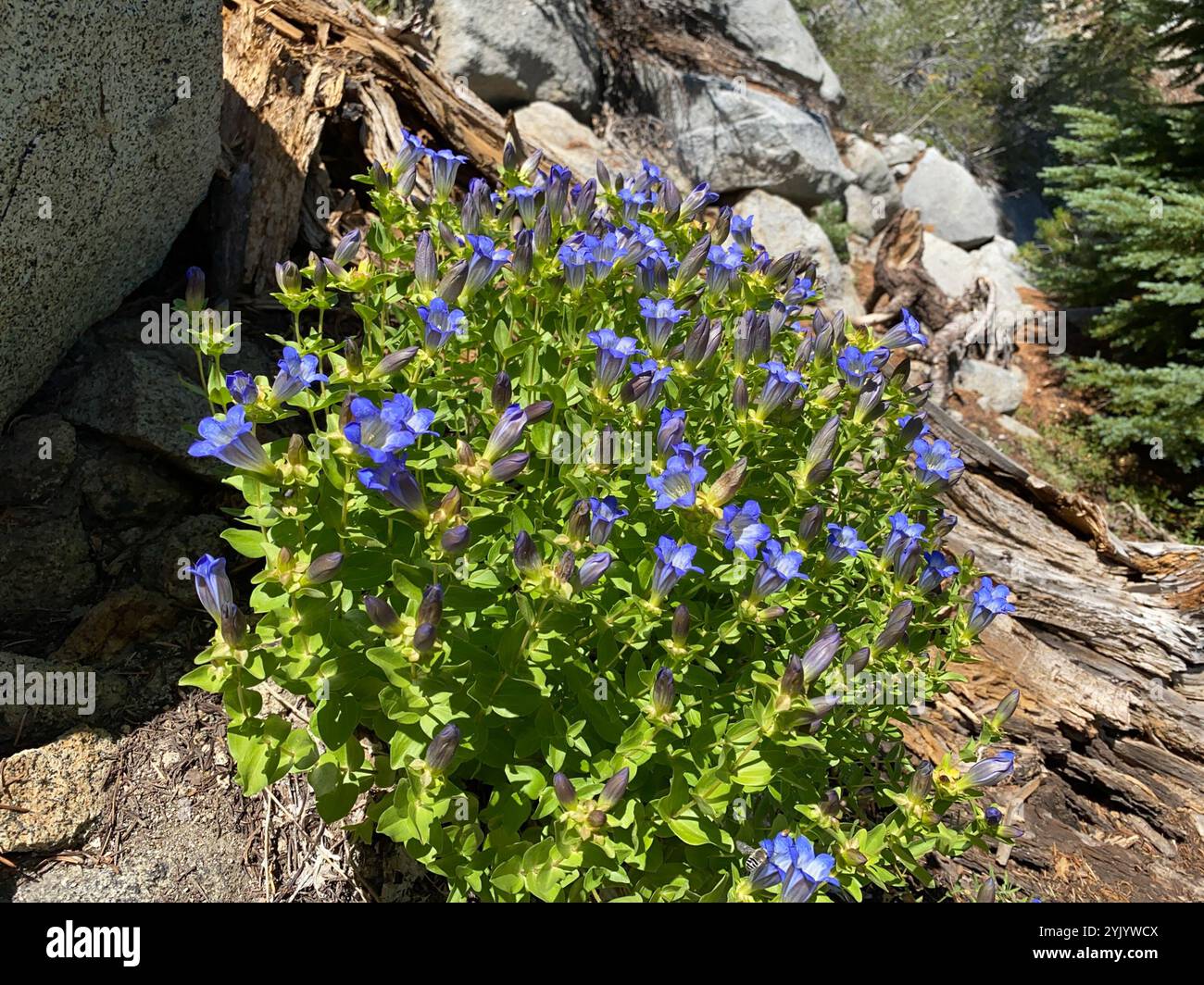 Mountain Bog Gentian (Gentiana calycosa Stock Photo - Alamy