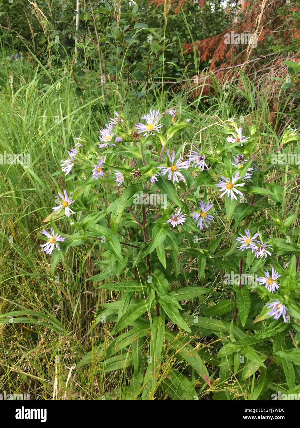 swamp aster (Symphyotrichum puniceum Stock Photo - Alamy