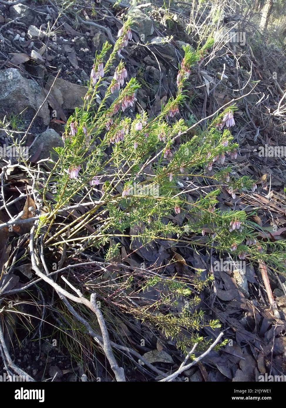 Tetratheca pilosa hi-res stock photography and images - Alamy