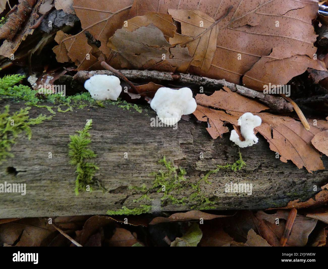 shelf fungi (Polyporales Stock Photo - Alamy