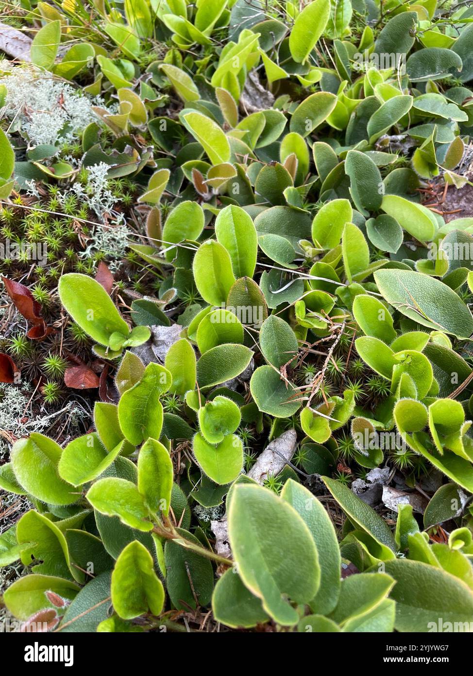 trailing arbutus (Epigaea repens Stock Photo - Alamy