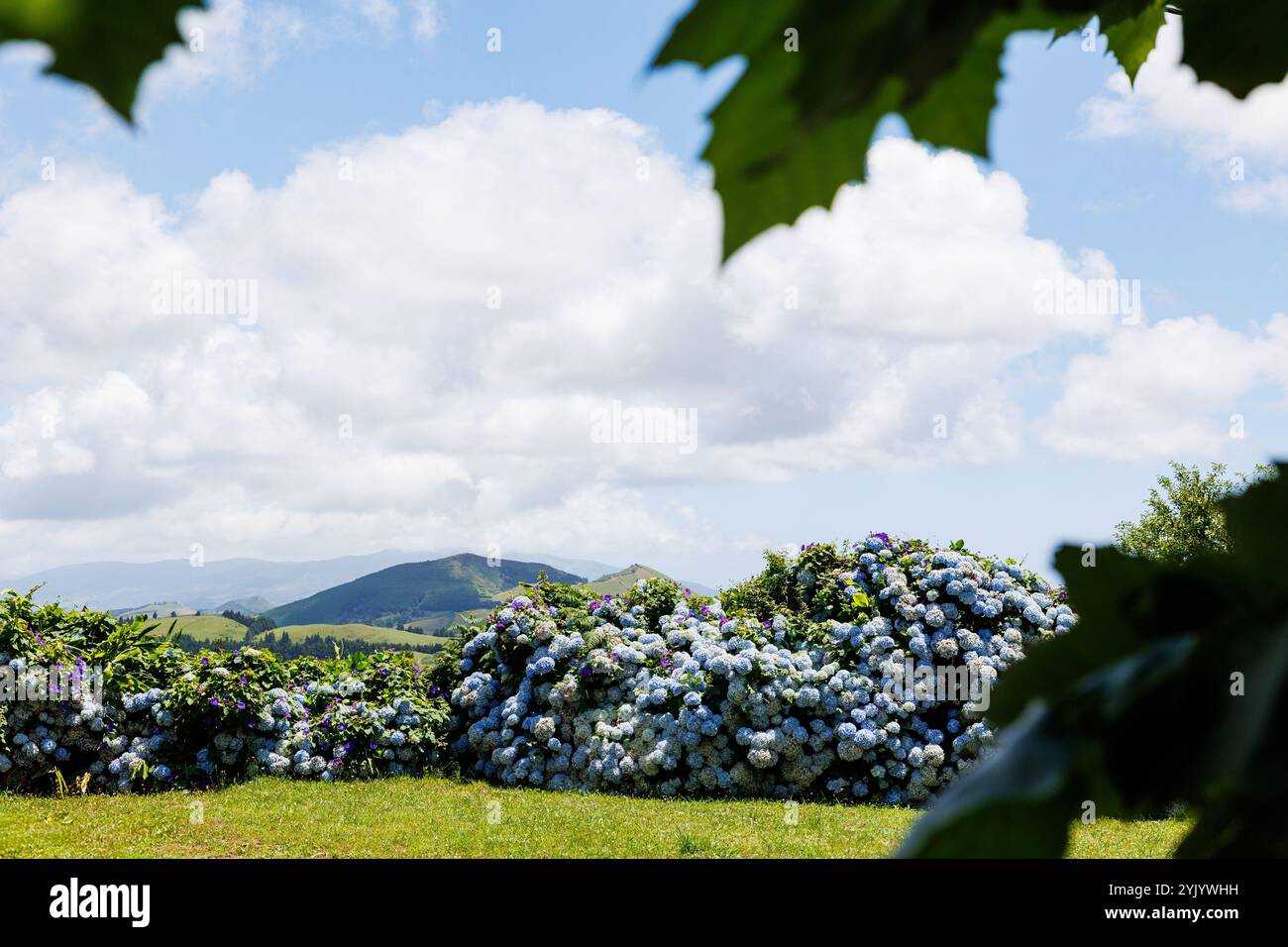 Summer vegetation at Azores islands, hydrangeas at the roadside ...