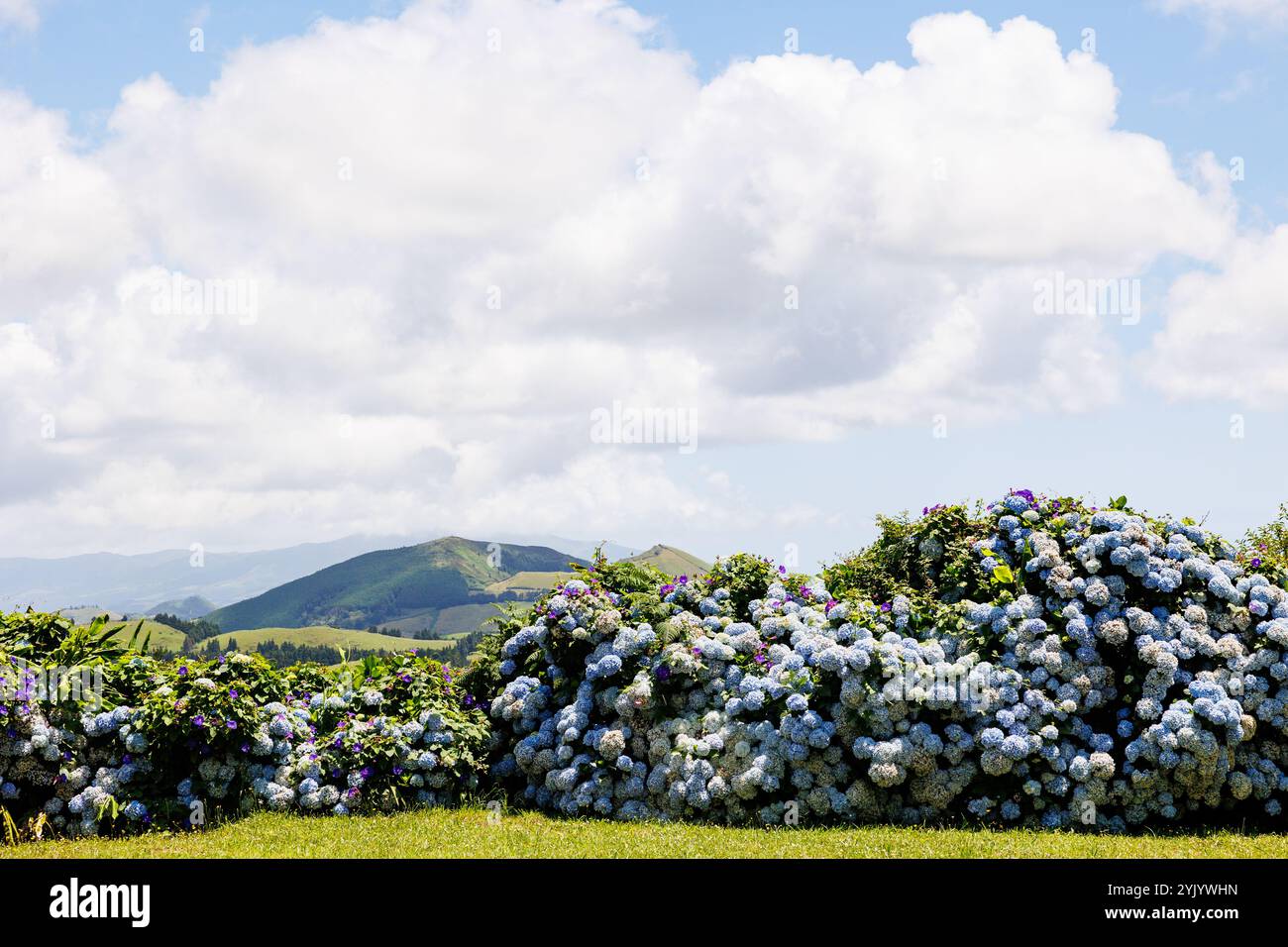Summer vegetation at Azores islands, hydrangeas at the roadside ...