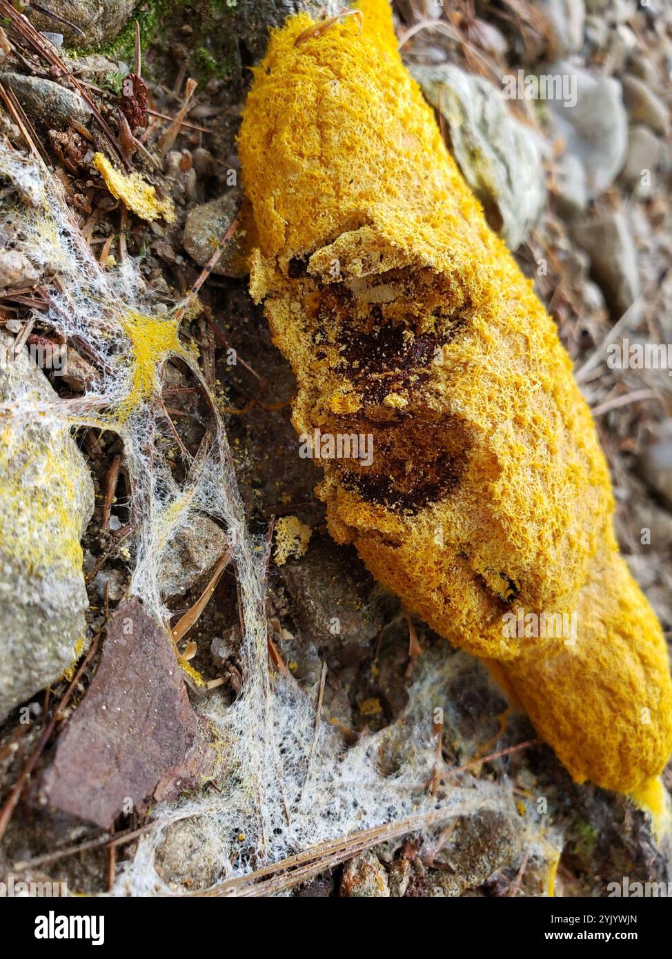 Dog Vomit Slime Mold (Fuligo septica Stock Photo - Alamy