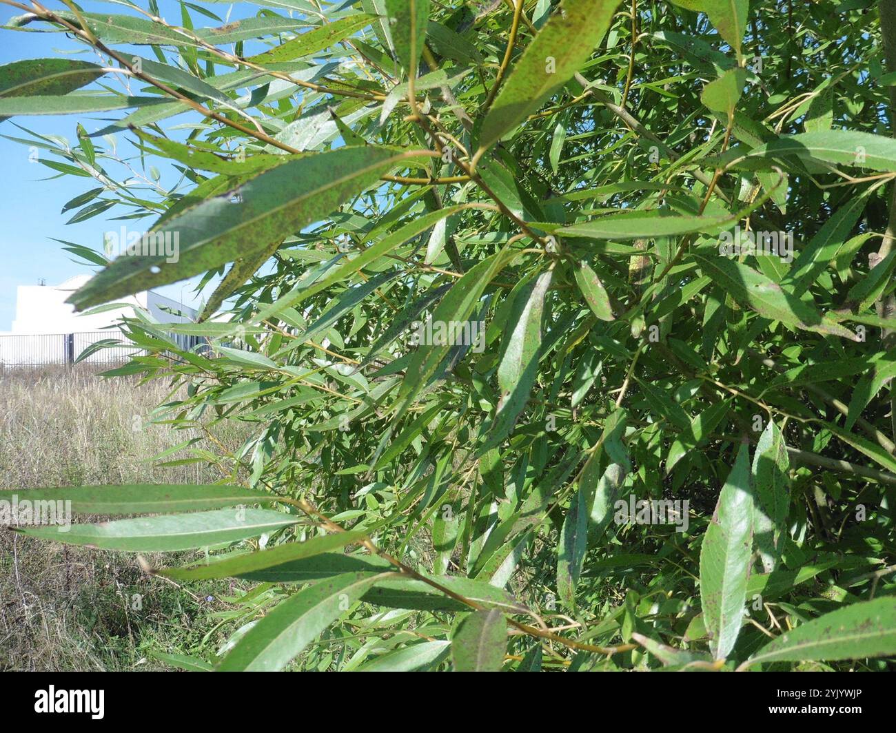 hybrid crack willow (Salix × fragilis Stock Photo - Alamy