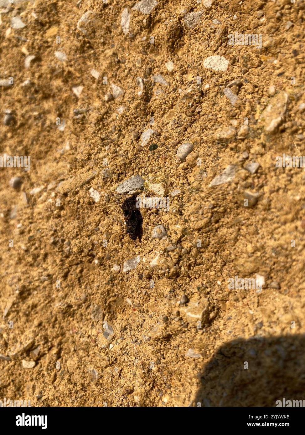 Verbena Bud Moth (Endothenia hebesana Stock Photo - Alamy