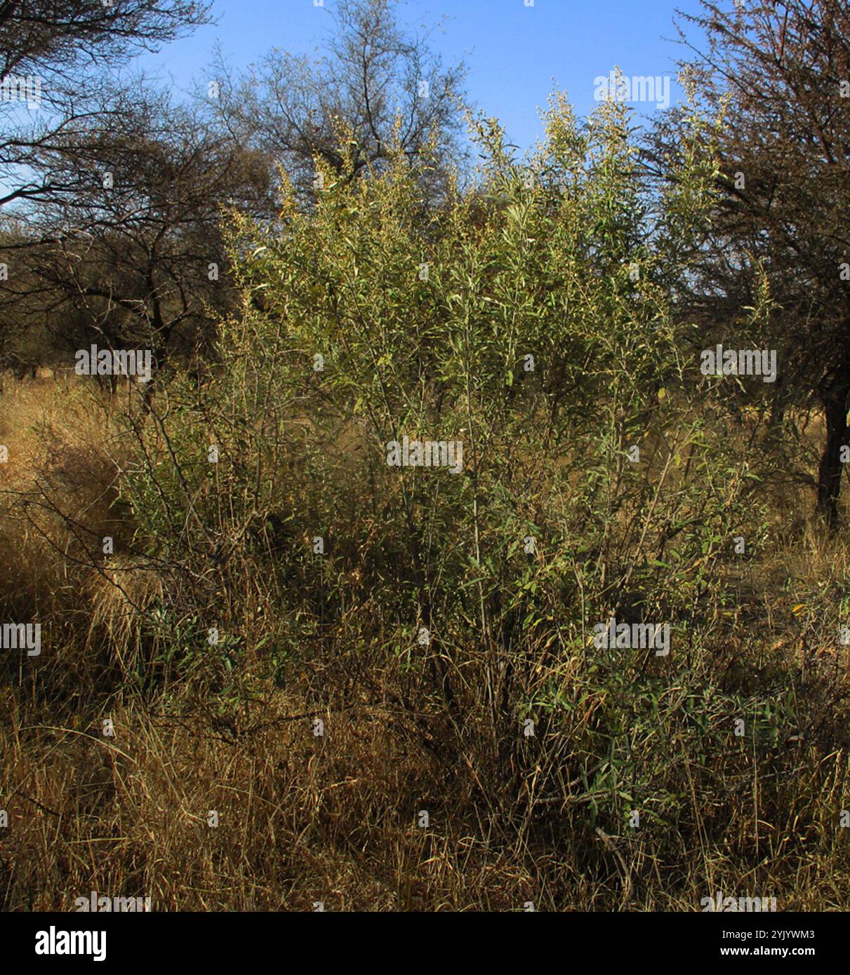 Wild Camphorbush (Tarchonanthus camphoratus Stock Photo - Alamy