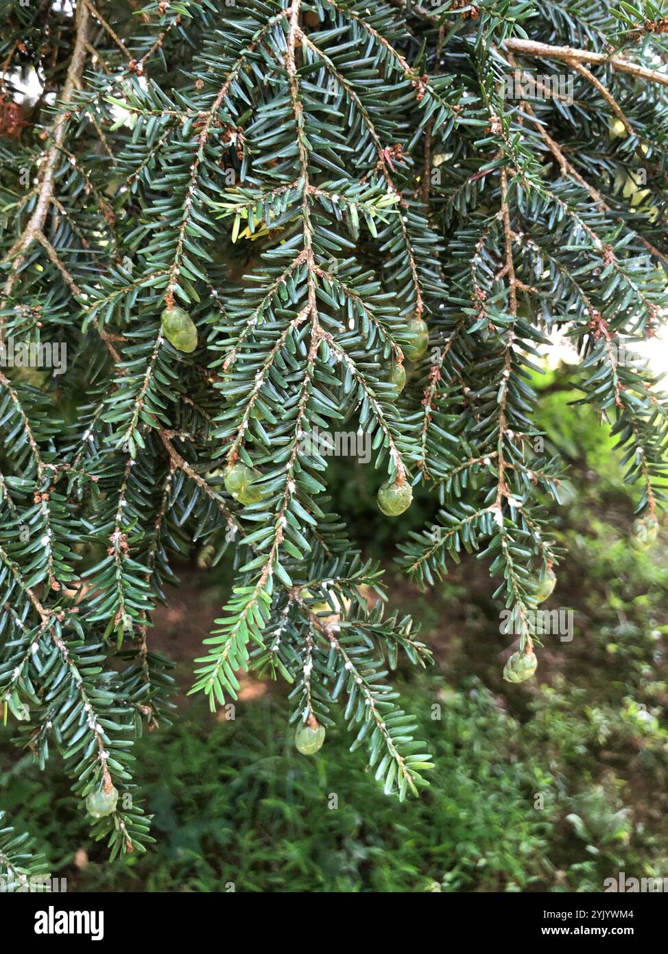 eastern hemlock (Tsuga canadensis Stock Photo - Alamy