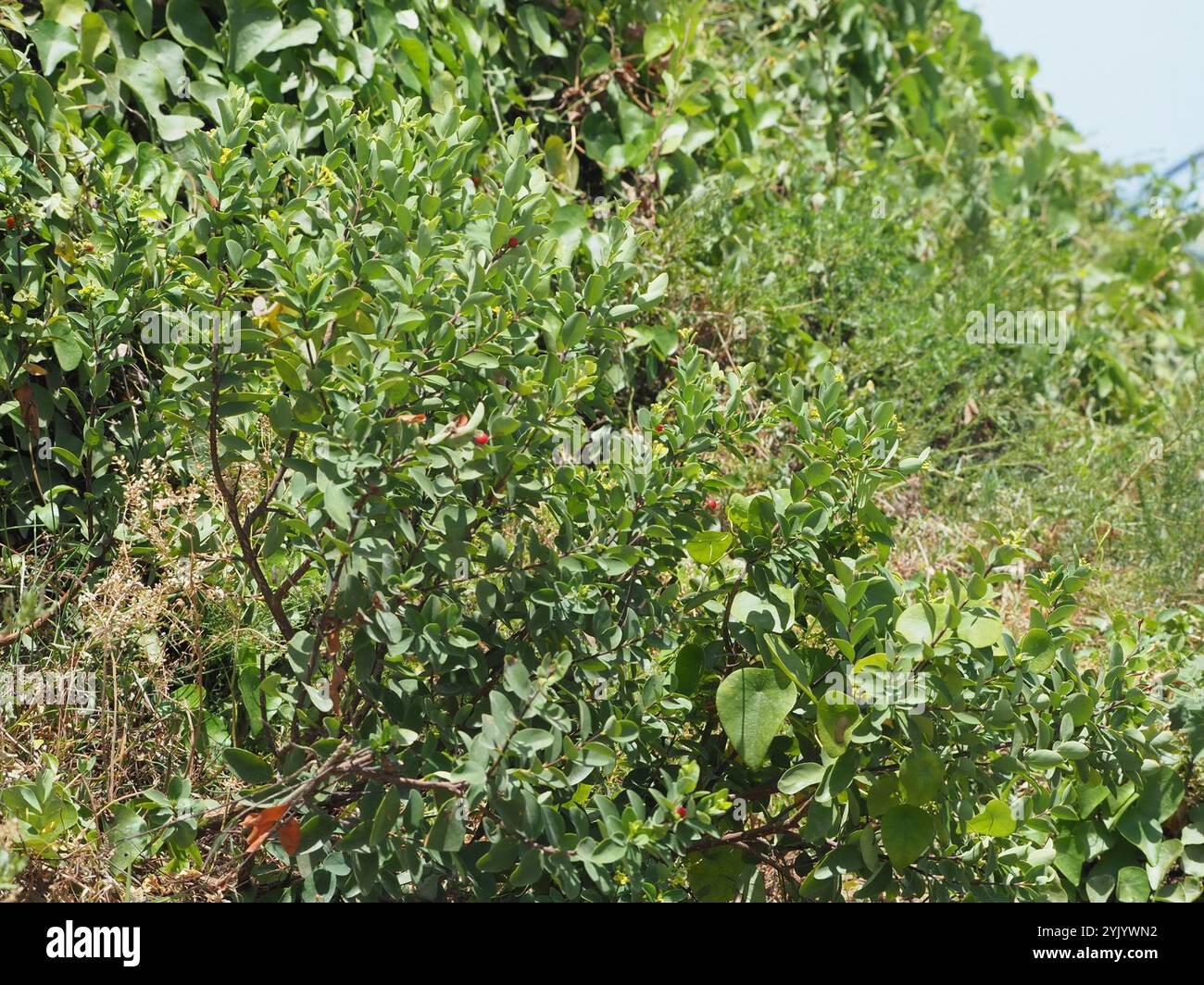 Bootlace Plant (Wikstroemia indica Stock Photo - Alamy