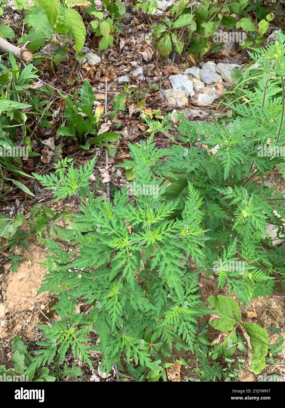 common ragweed (Ambrosia artemisiifolia Stock Photo - Alamy