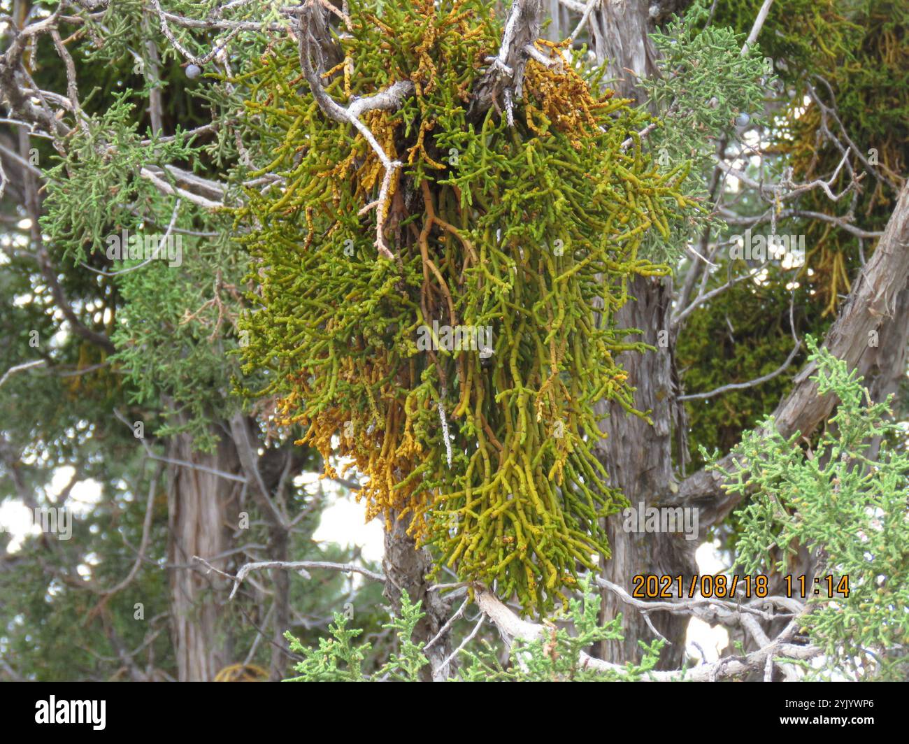 Juniper Mistletoe (Phoradendron juniperinum Stock Photo - Alamy